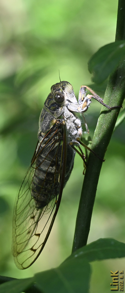 Elongate Cicada from Seosan, Chungcheongnam-do, South Korea on August 5 ...