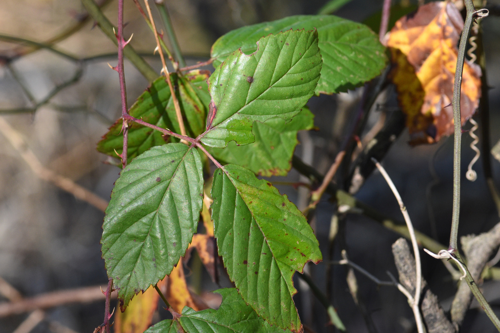 (Rubus apogaeus) - Botanical Realm