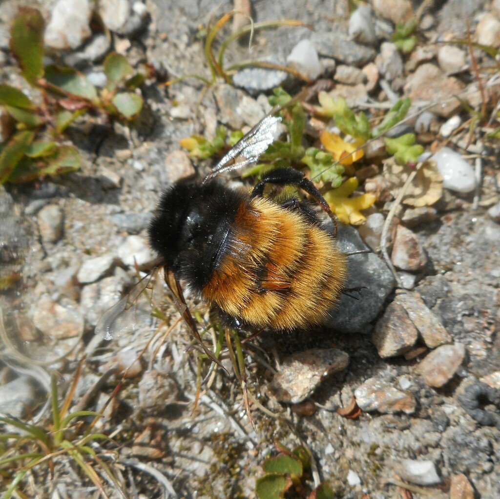Alpine Bumble Bee in July 2022 by Claudio Flamigni. sentiero da Passo ...