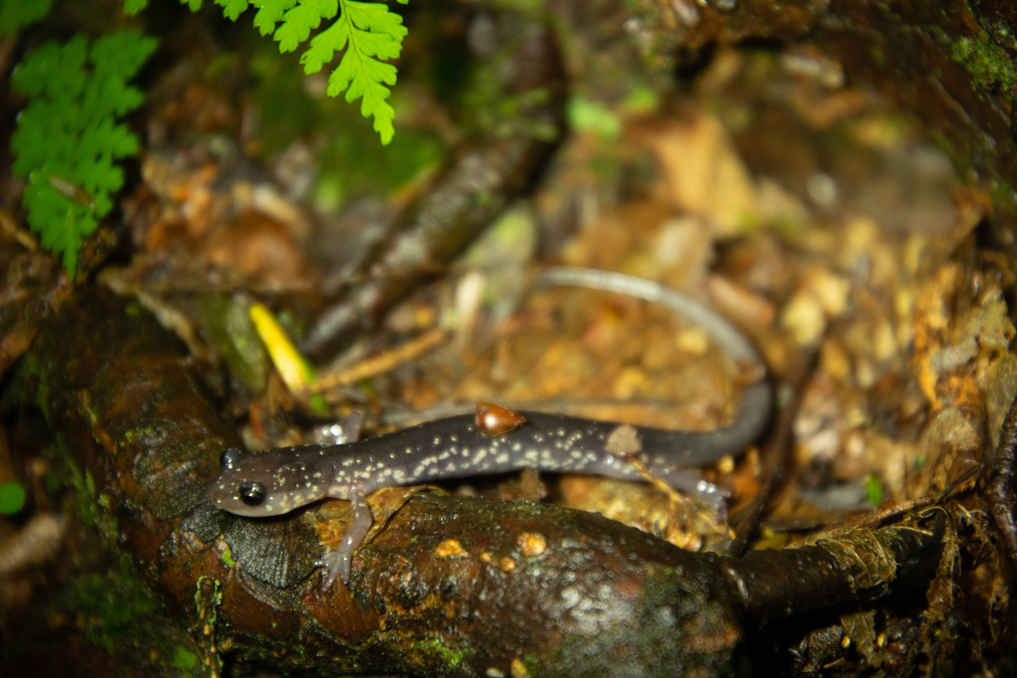 Plethodon punctatus Highton, 1972