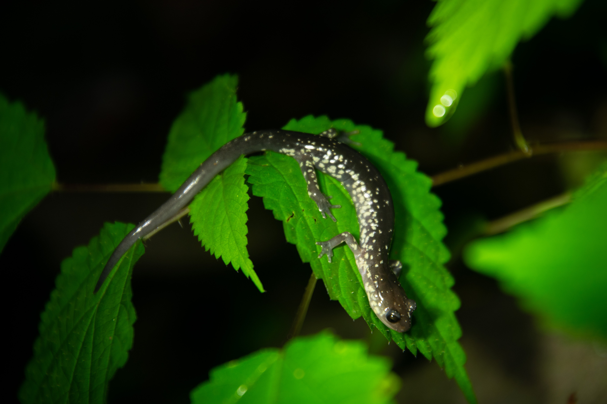 Plethodon punctatus Highton, 1972