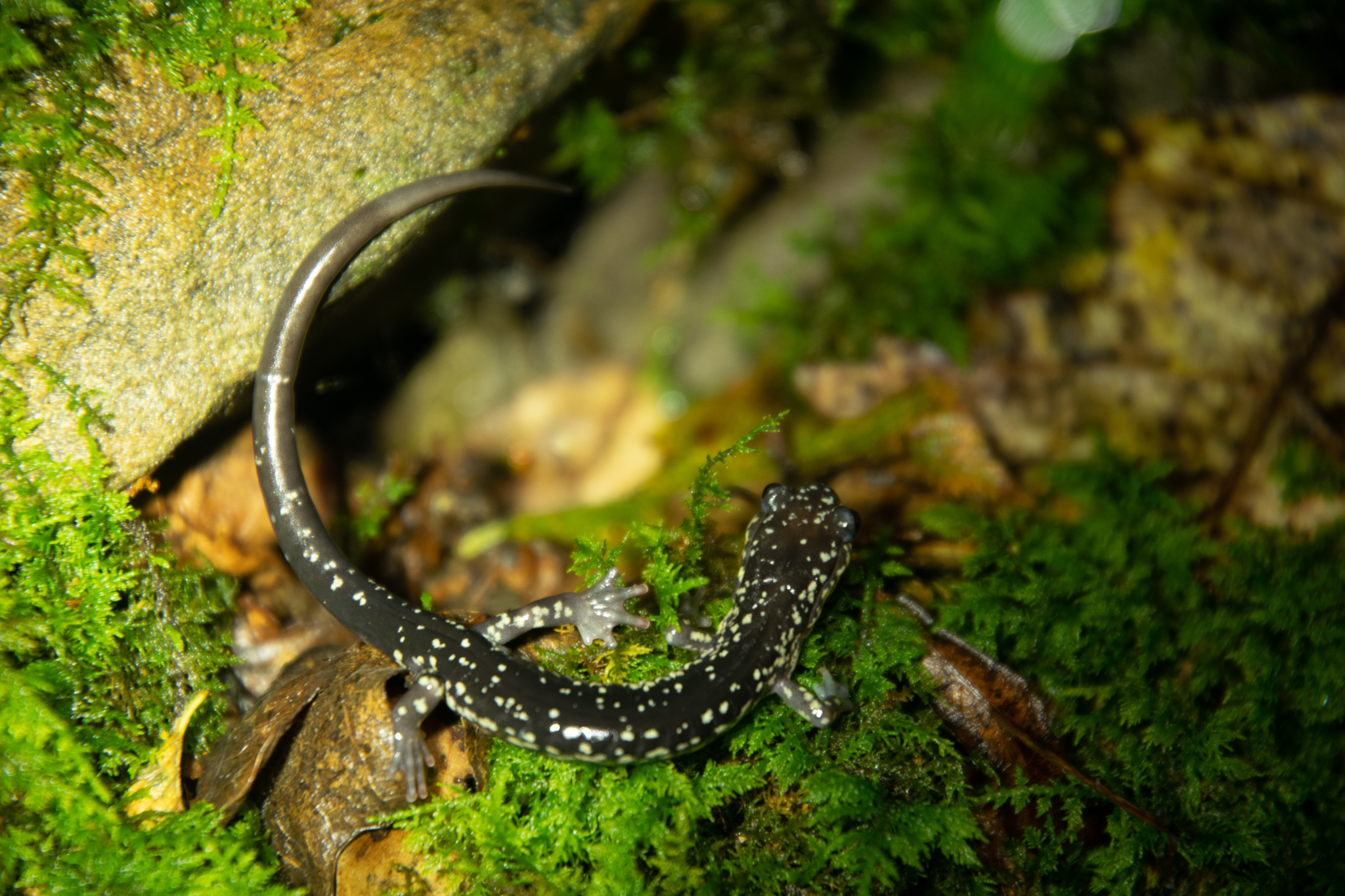 Plethodon punctatus Highton, 1972