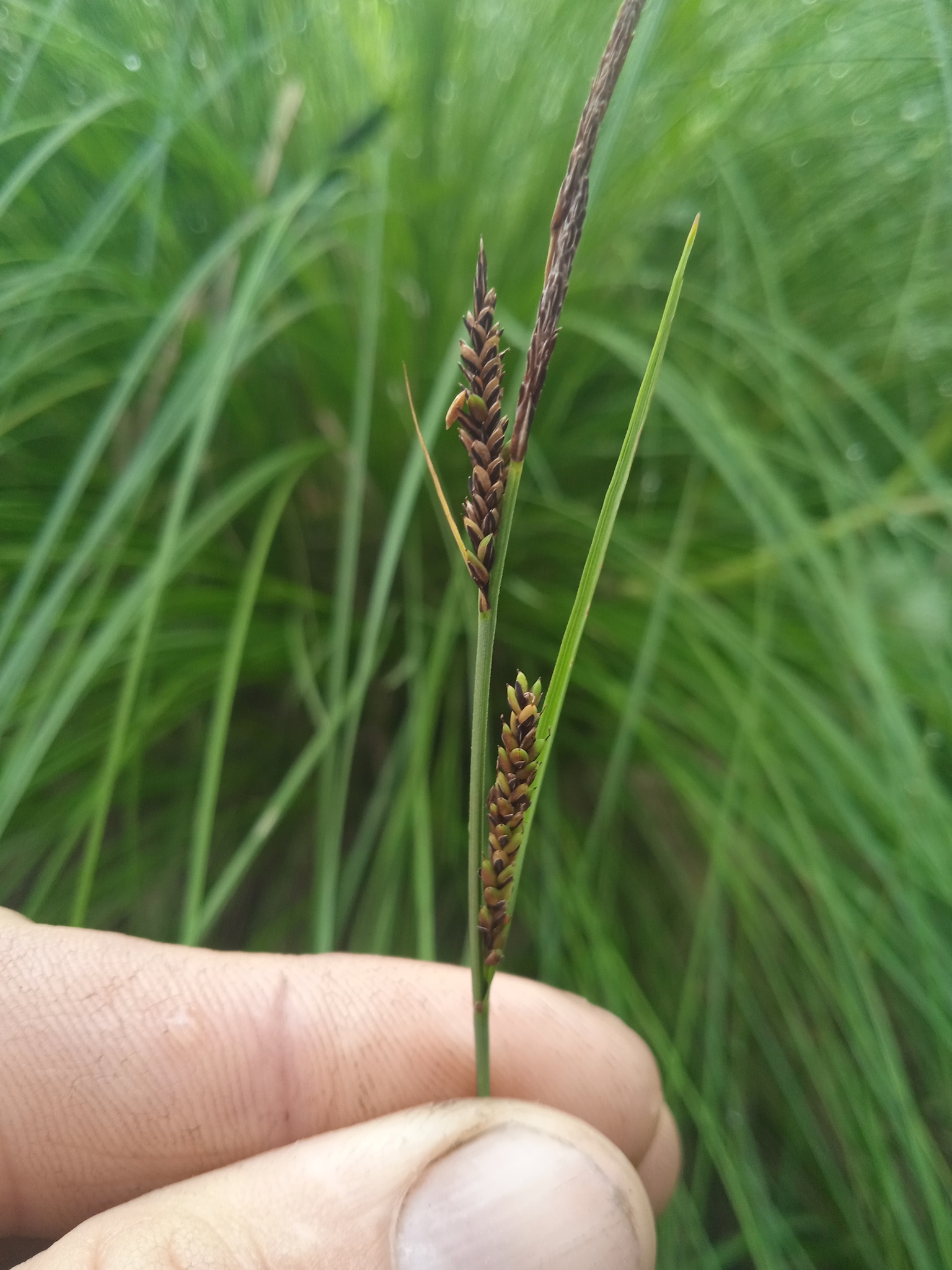 Carex nigra subsp. juncea (Fr.) Soó