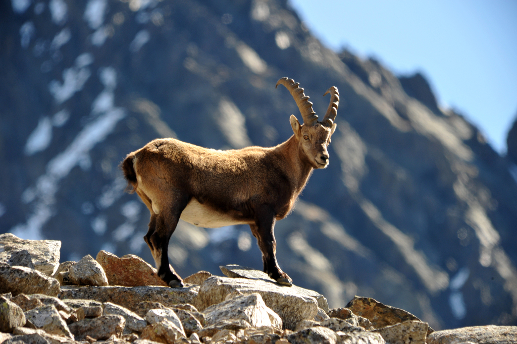 Alpine Ibex (Capra ibex) - Know Your Mammals
