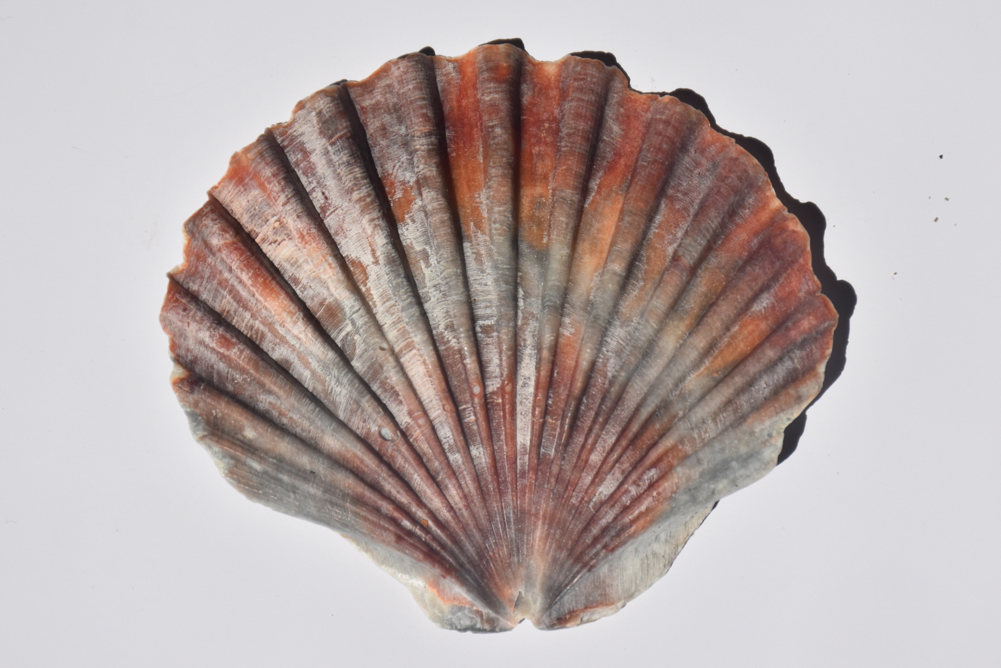 Pecten jacobaeus (Linnaeus, 1758)