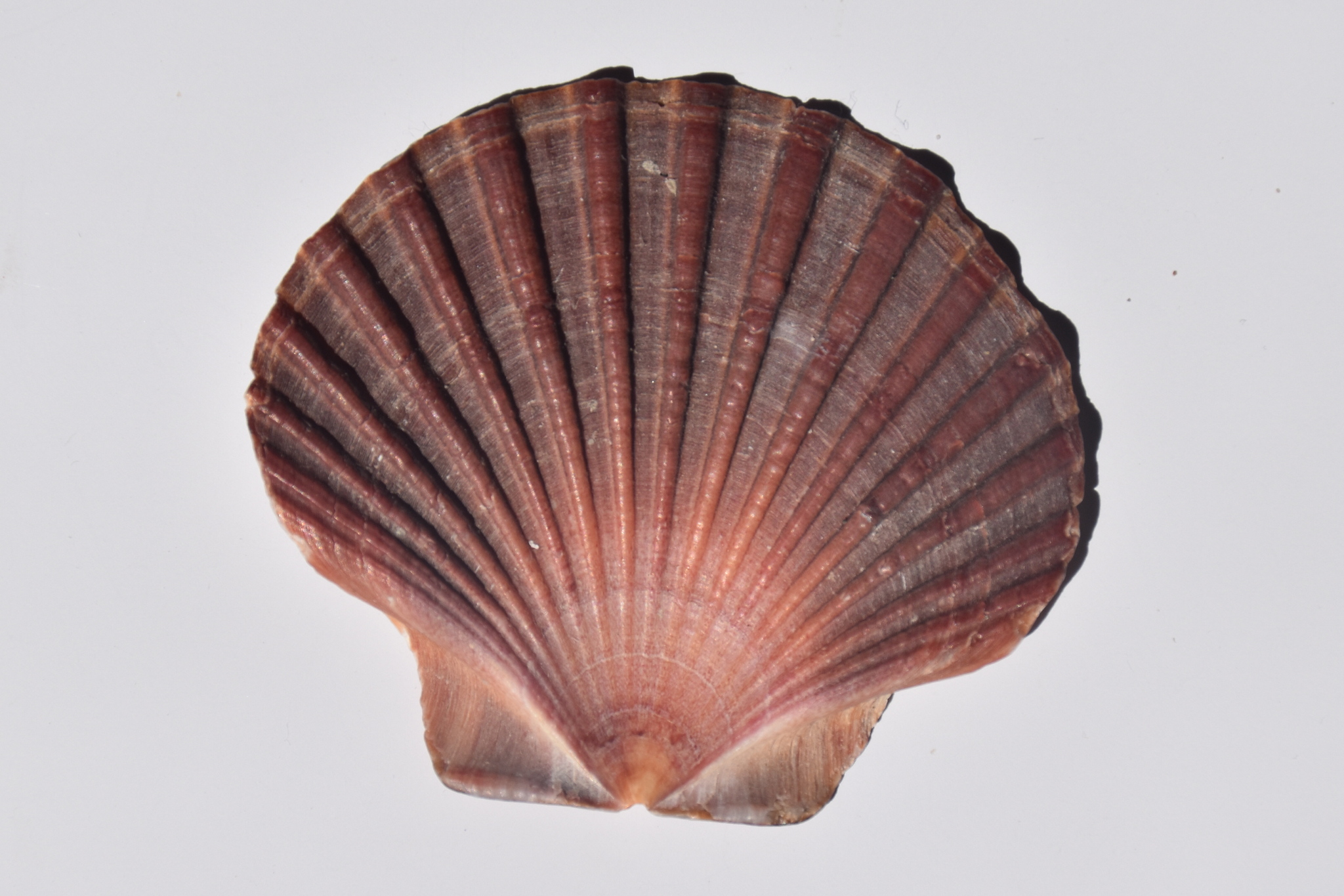 Pecten jacobaeus (Linnaeus, 1758)