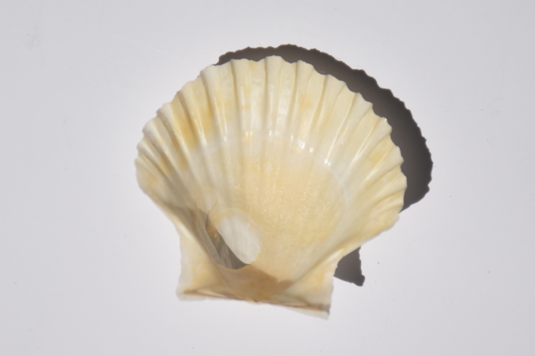 Pecten jacobaeus (Linnaeus, 1758)