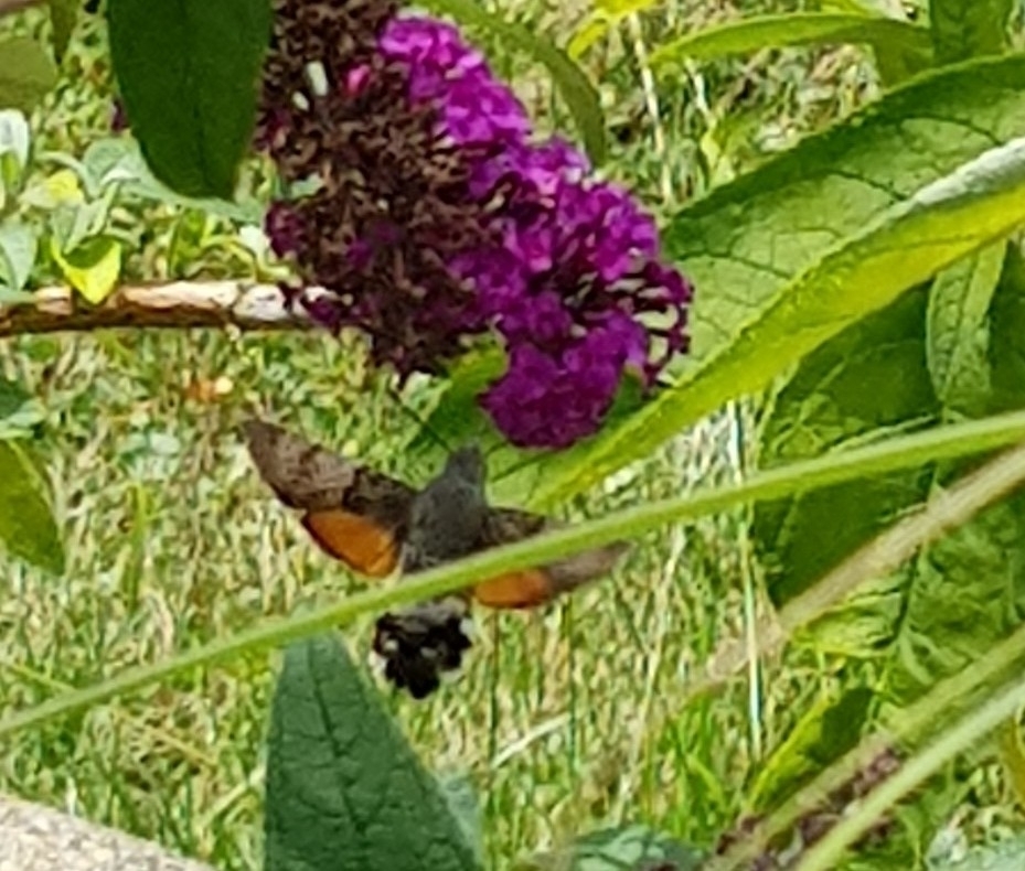 Eurasian Hummingbird Hawkmoth from Hetschwang on August 5, 2022 at 01: ...