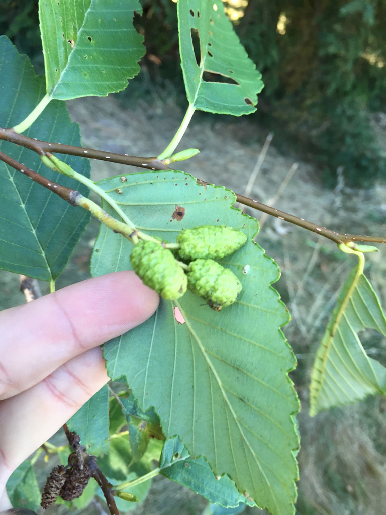 Red Alder (Handbook for the Native Trees of Oregon) · iNaturalist