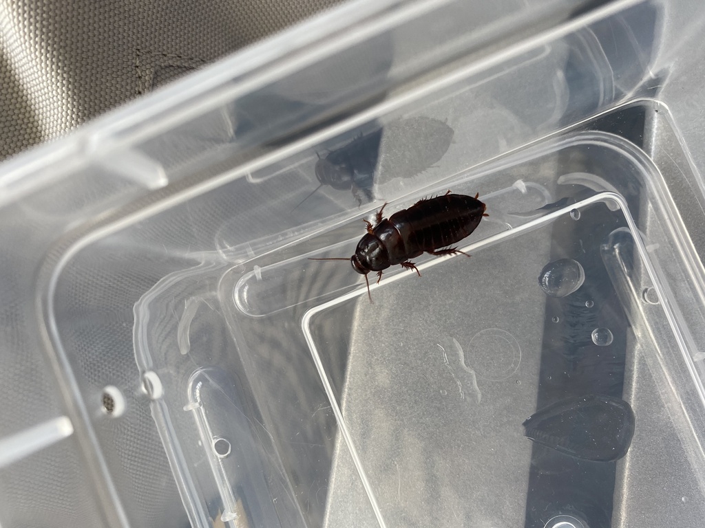 Cryptocercus from Foping, Hanzhong, Shaanxi, CN on August 5, 2022 at 01 ...