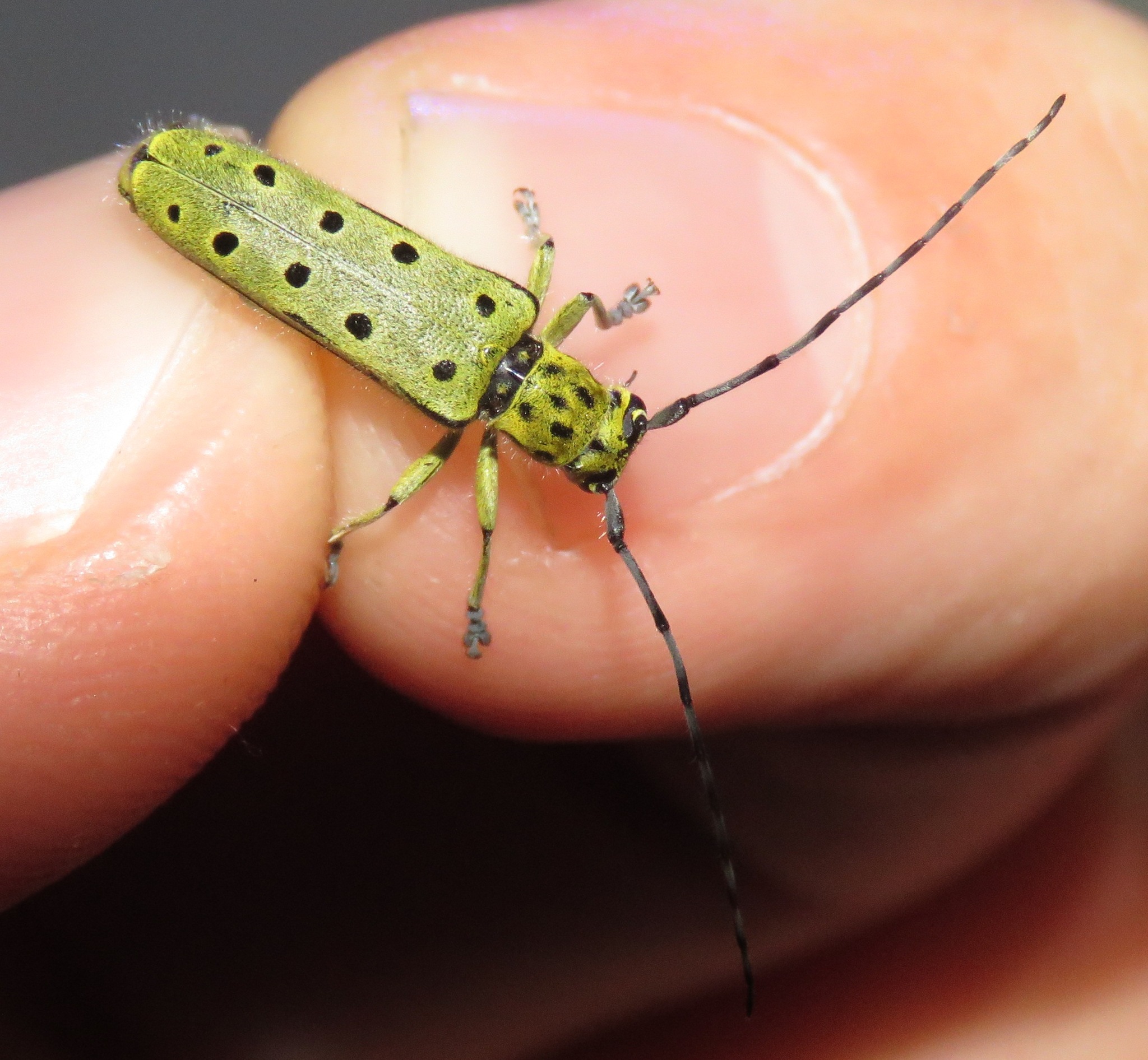 Saperda perforata (Pallas, 1773)