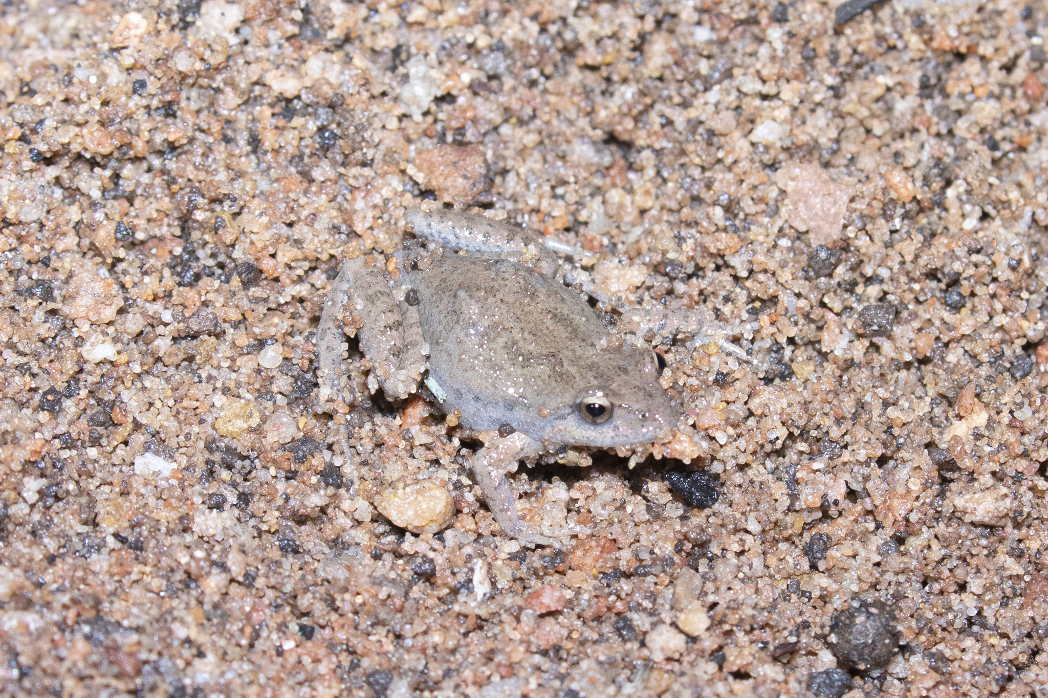 Crinia riparia Littlejohn & Martin, 1965