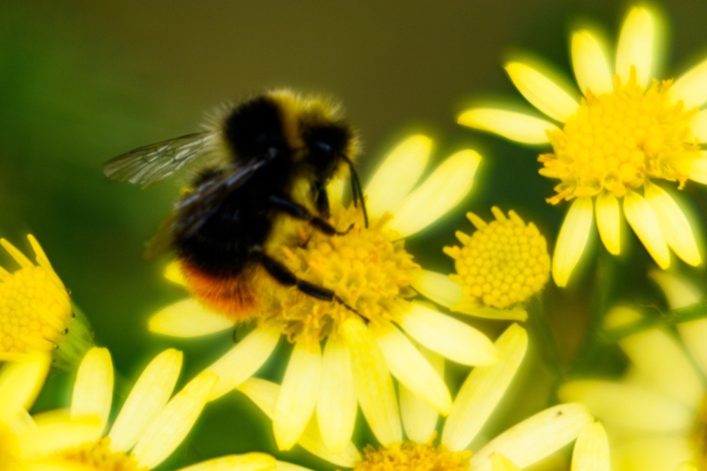 Red-tailed Bumble Bee from Wolverhampton, UK on August 05, 2022 at 12: ...