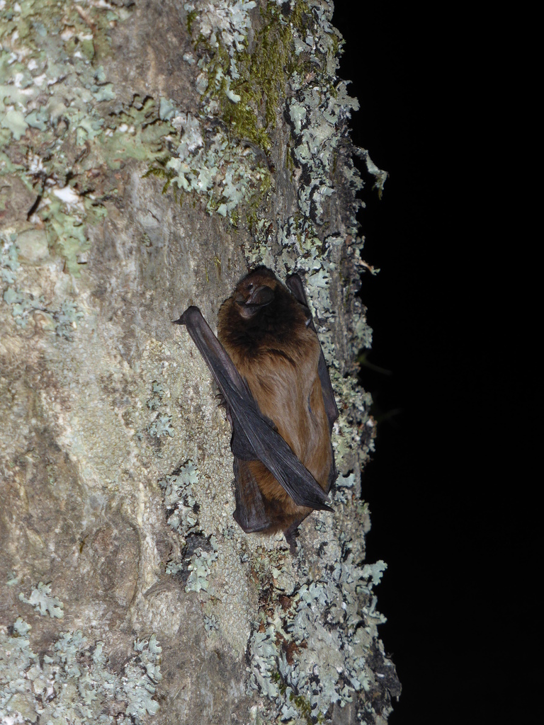 Lesser Noctule in July 2016 by Tommy Andriollo · iNaturalist