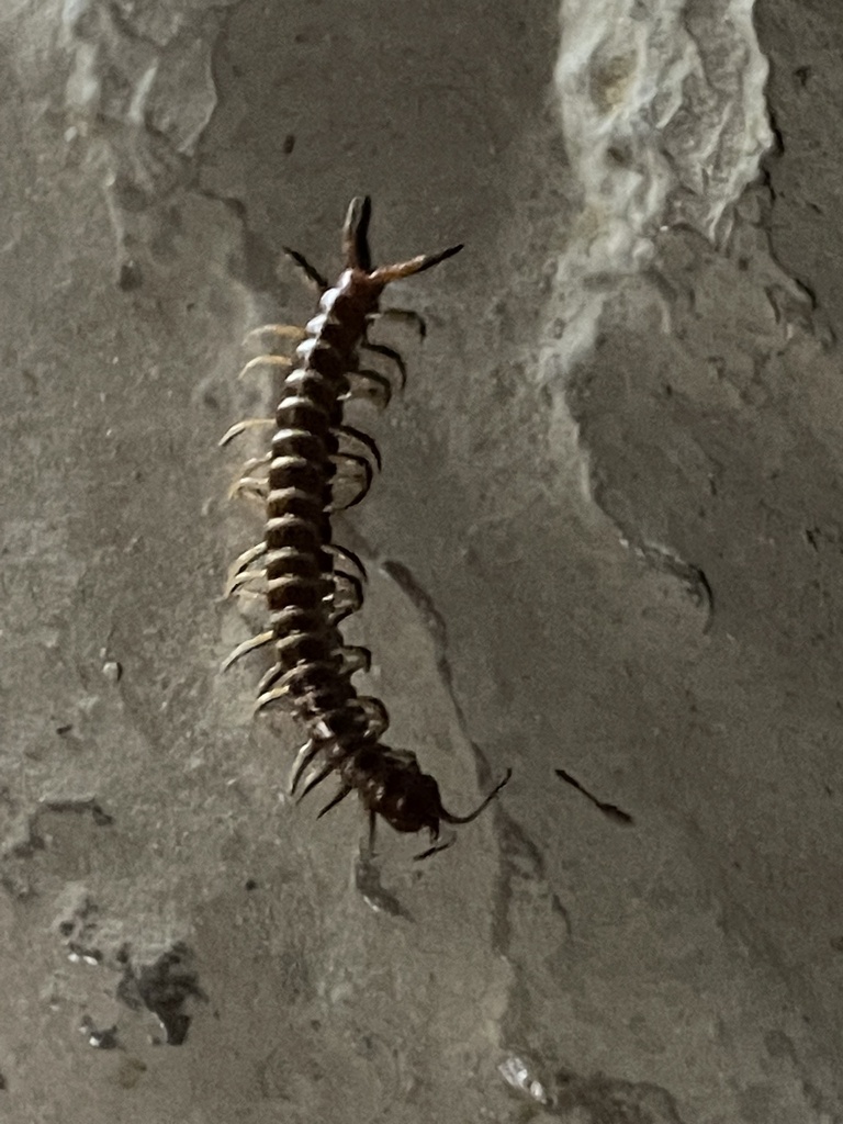 Amazonian Giant Centipede from Arikok National Park, Aruba, AW on July ...