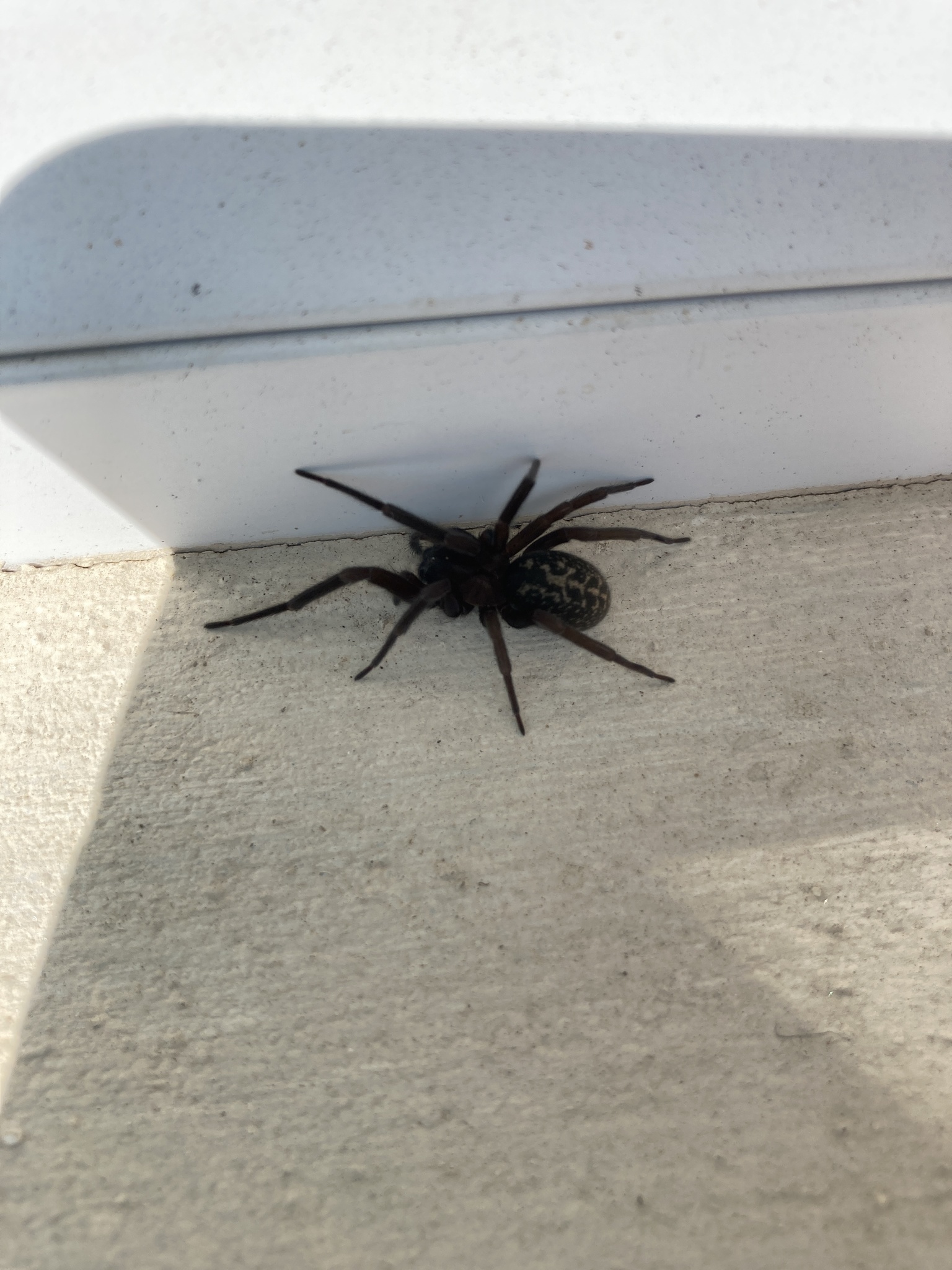 Vidole Lehtinen, 1967