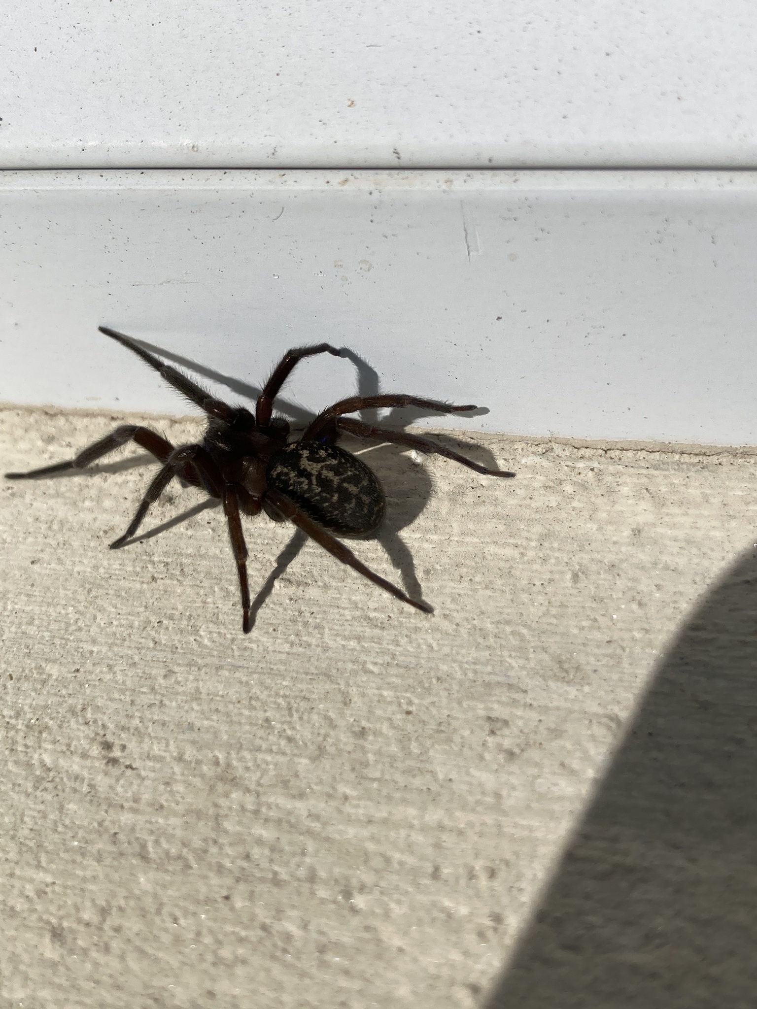 Vidole Lehtinen, 1967