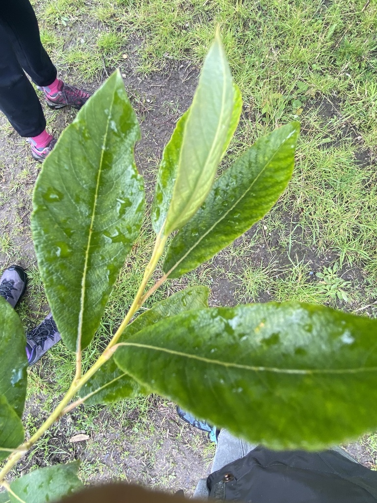 Rusty Willow from Smithills Hall, Bolton, England, GB on July 4, 2022 ...