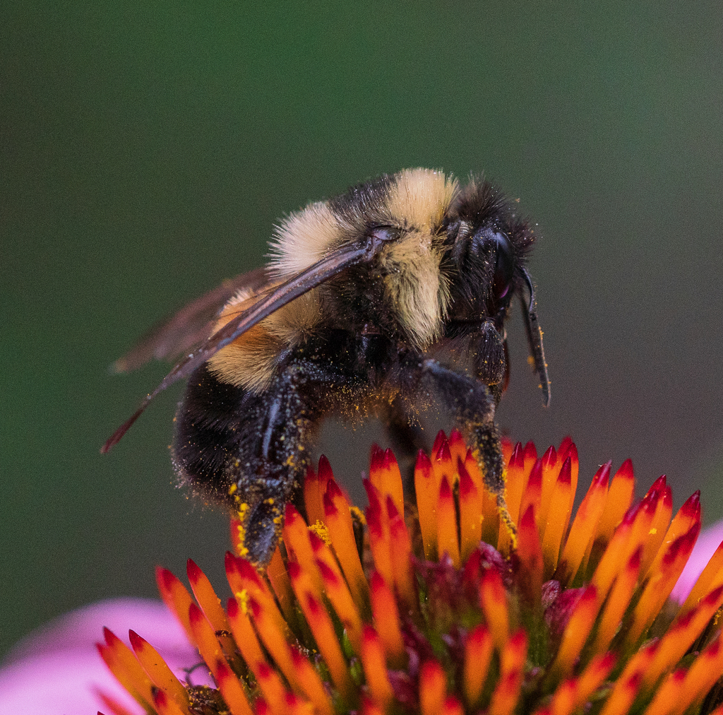 Rusty-patched Bumble Bee in July 2018 by ComoHabitat · iNaturalist