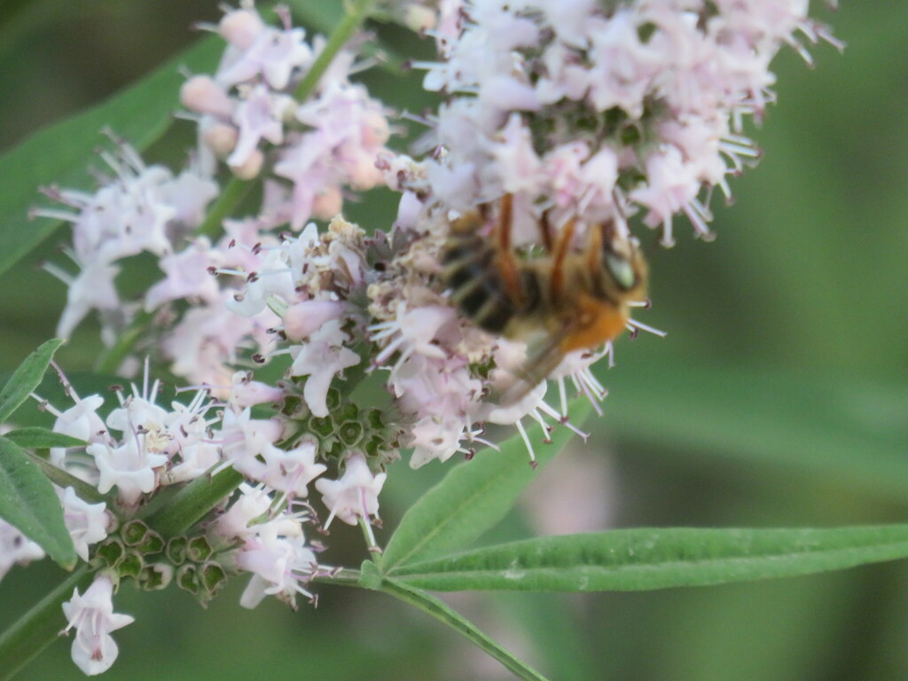 Olivier's Ground-Carpenter from Marmaris/Muğla, Turkey on August 1 ...