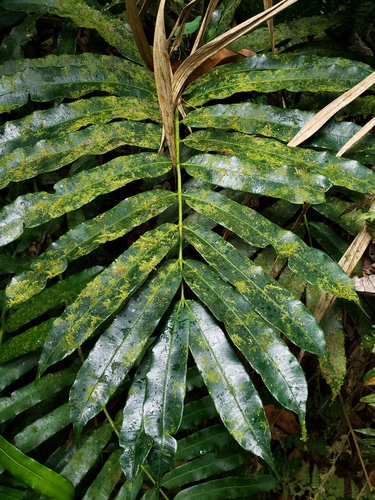 Danaea grandifolia · iNaturalist