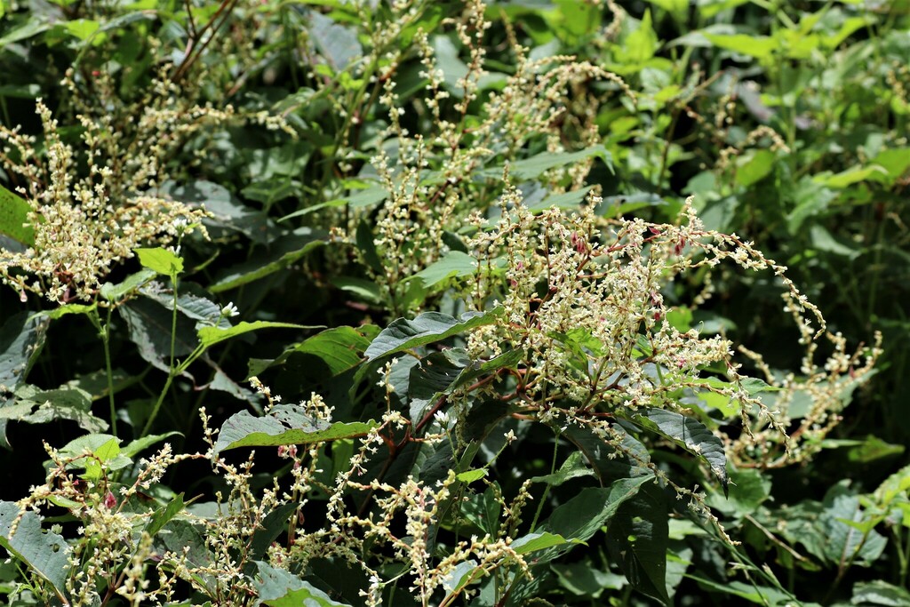 tuber fleeceflower from 267台灣宜蘭縣大同鄉思源埡口 on August 05, 2022 at 12:29 PM ...