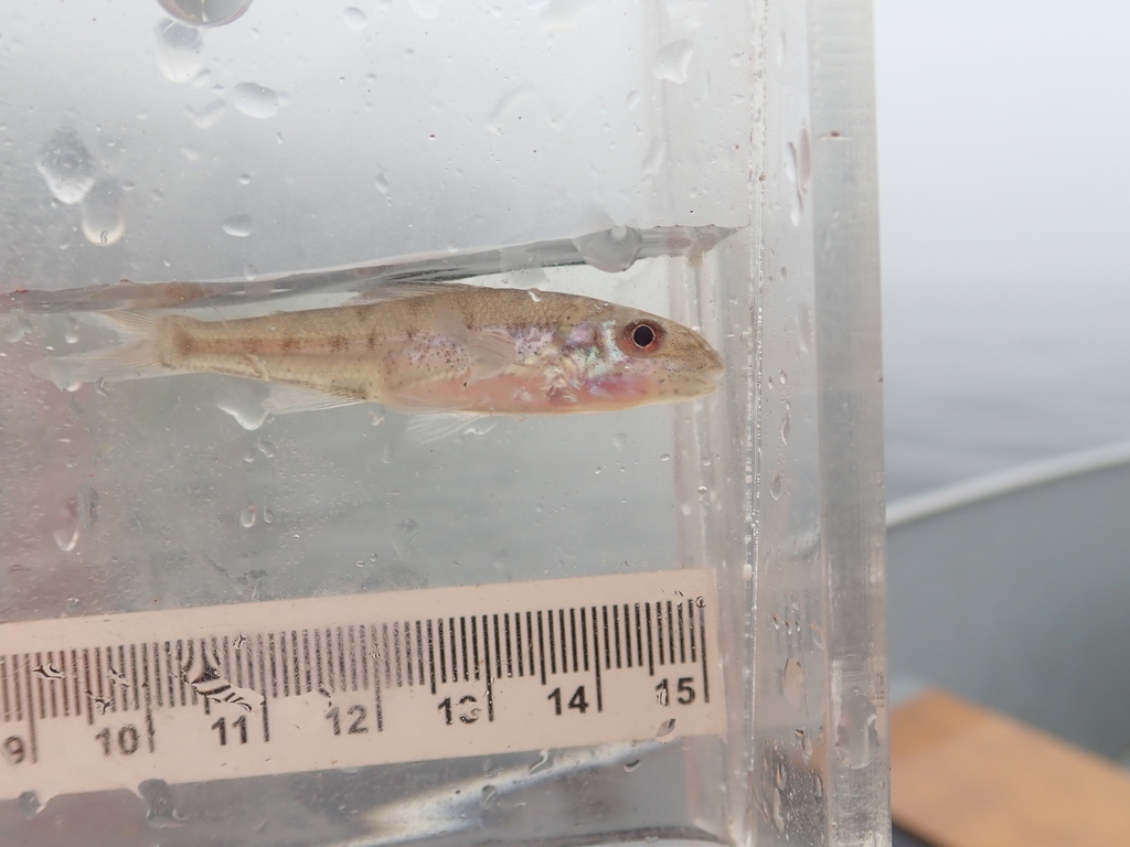 Trout-perch (SD Fish Passage Guide ) · iNaturalist