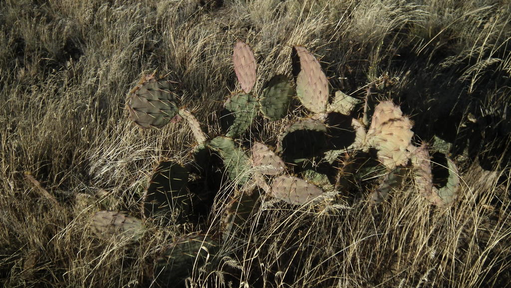 Orbiculate Prickly Pear Complex from C26 (4) Khomas Region, Namibia on ...