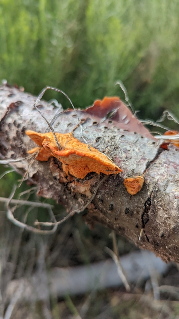 Pycnoporellus from Hurricane, UT 84737, USA on August 03, 2022 at 10:56 AM by Darrin Gobble ...