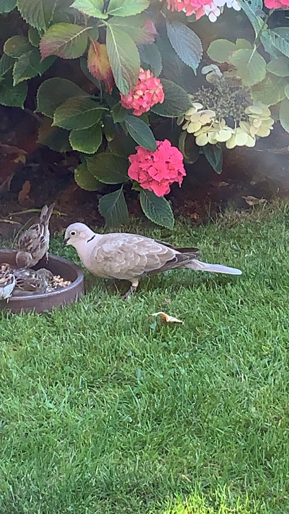 Eurasian Collared-Dove from Ameland, Hollum, Friesland, NL on August 05 ...