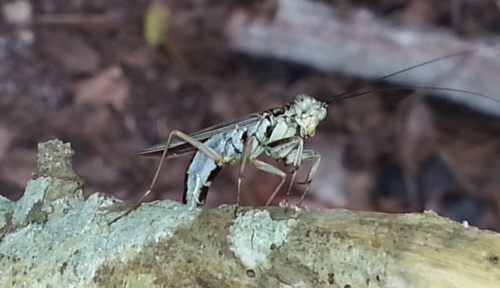 Little Yucatán Mantis from En paco´s Reserva Natural de Flora y Fauna ...