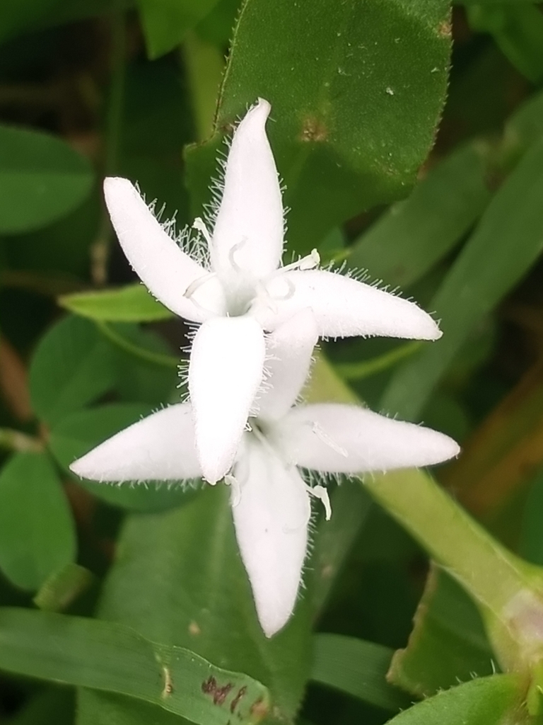 buttonweed from Golden Corral Buffet, Salisbury, MD 21804, USA on ...