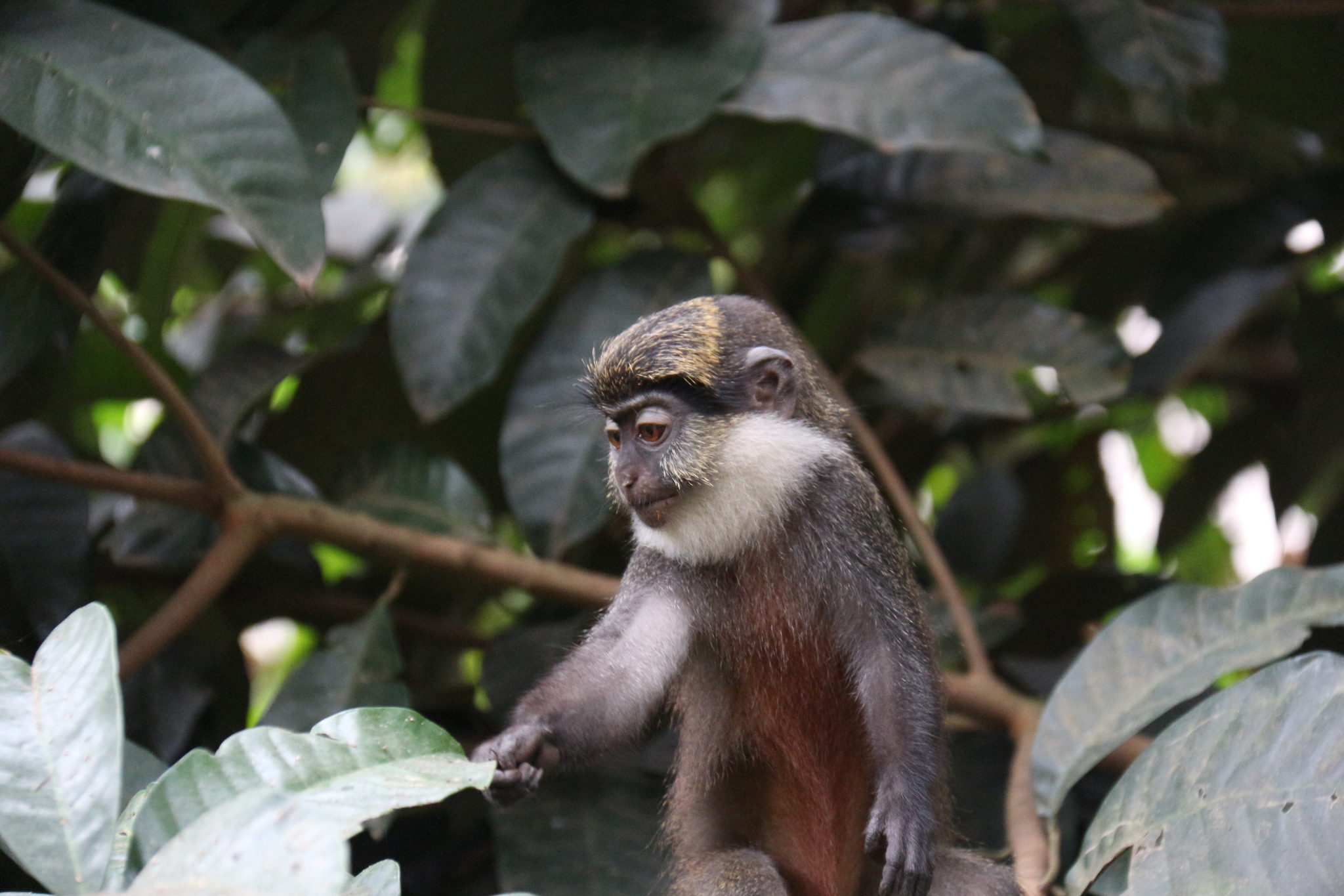 Cercopithecus erythrogaster Gray, 1866
