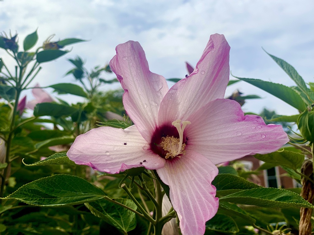 swamp rose mallow from Yellow Springs, OH 45387, USA on August 4, 2022 ...