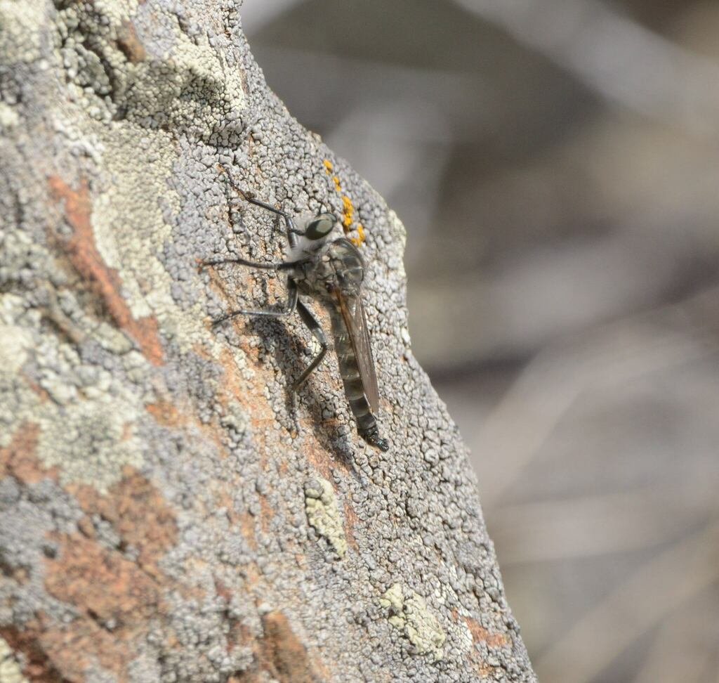 Asilinae in July 2022 by Dmitry Shtol · iNaturalist