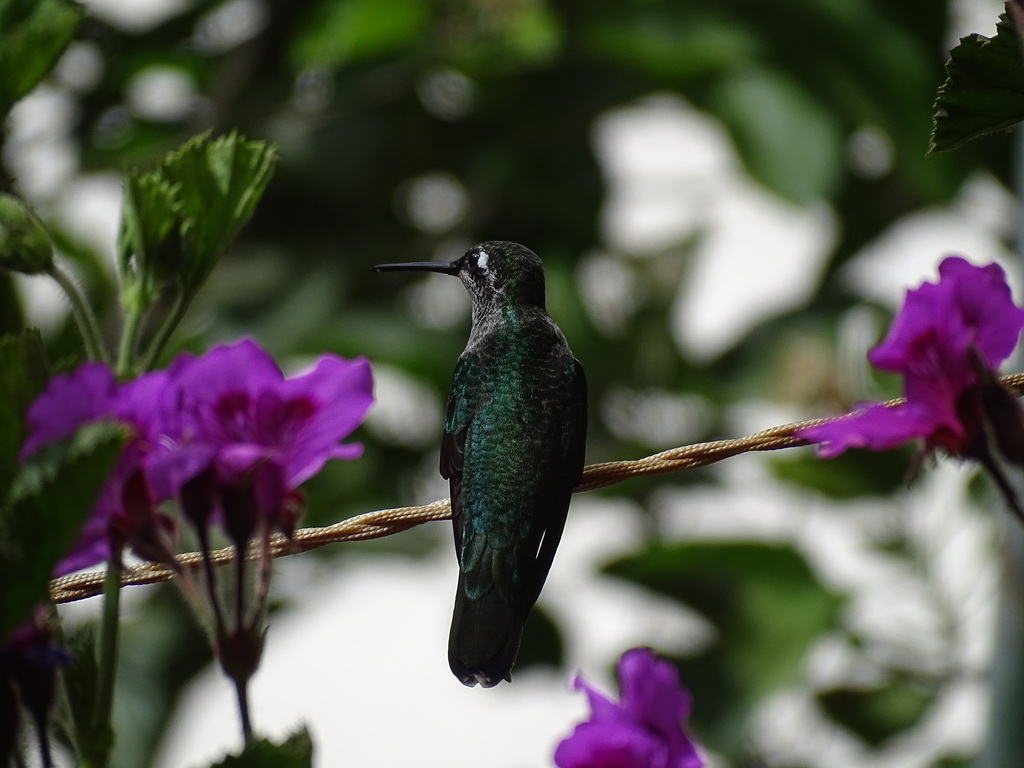 Rivoli's Hummingbird in April 2021 by Anayeli Guzmán Enríquez · iNaturalist