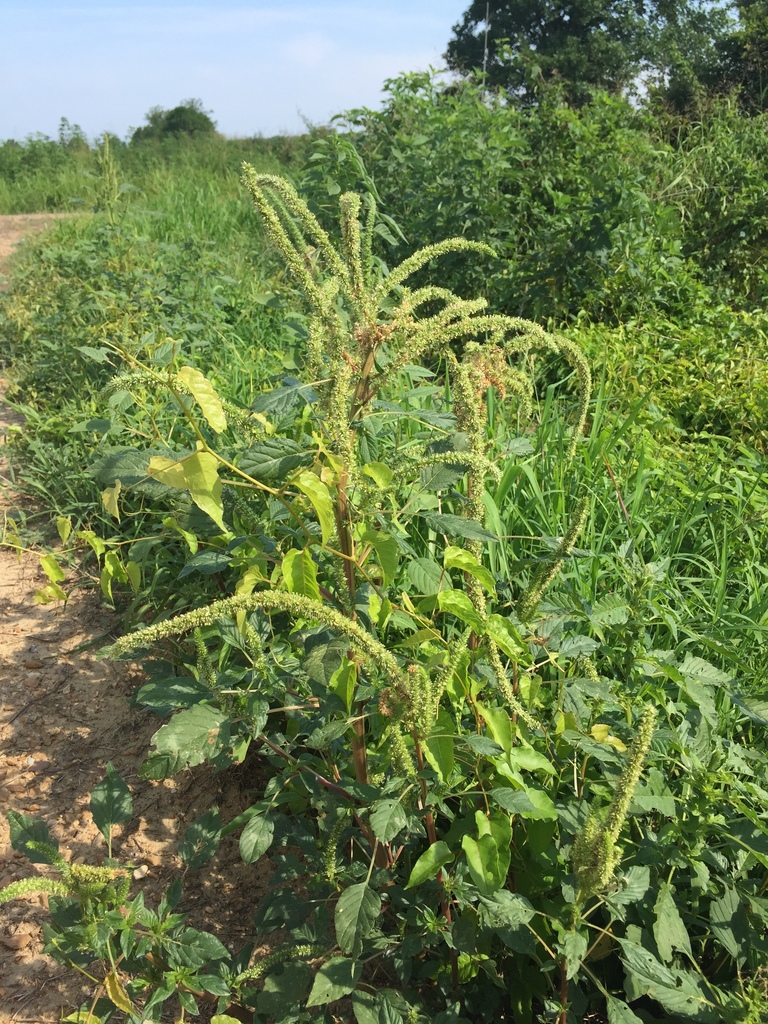 rough-fruit amaranth (Amaranthus tuberculatus) - Botanical Realm