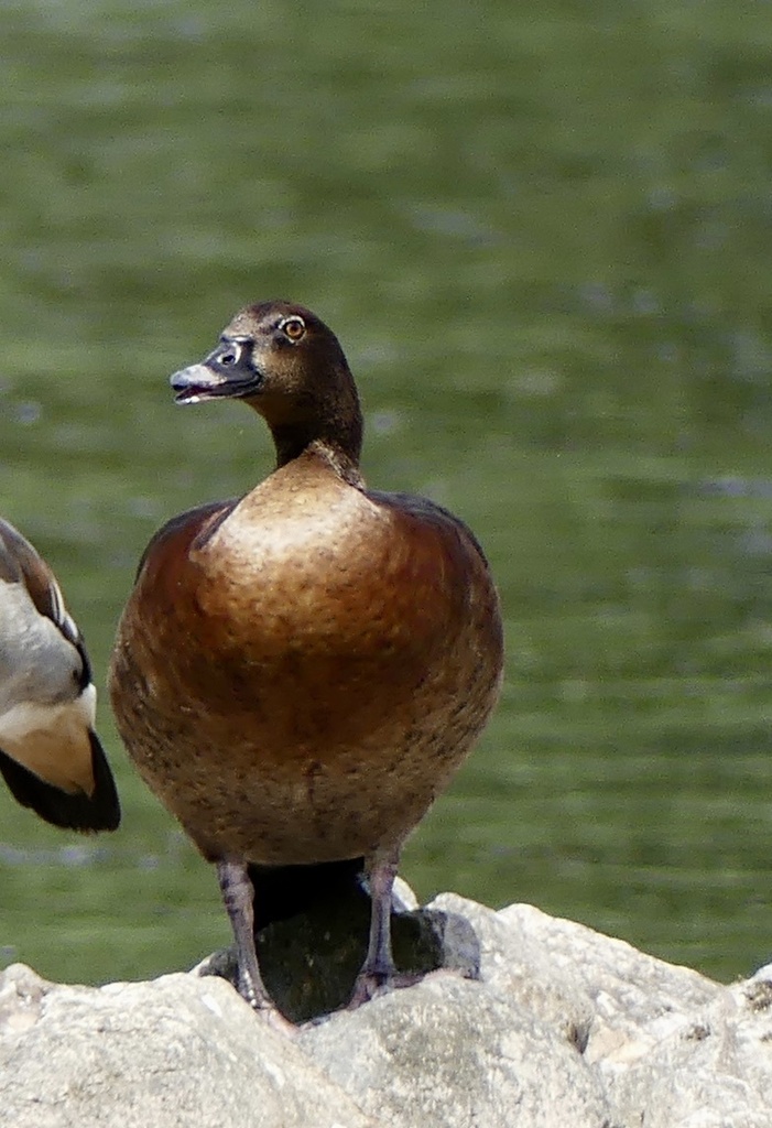 Ducks, Geese, and Swans from Main, Großheubach, Bayern, DE on August 05 ...