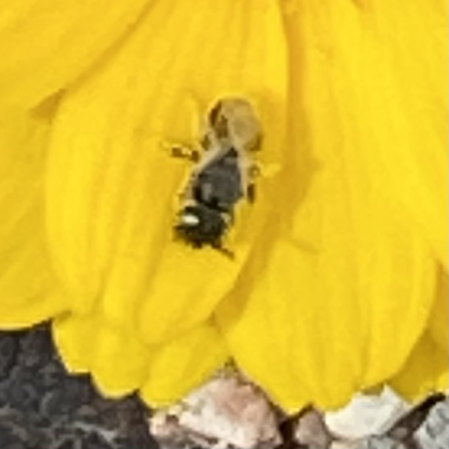 Fairy Bees from The University of New Mexico, Albuquerque, NM, US on ...