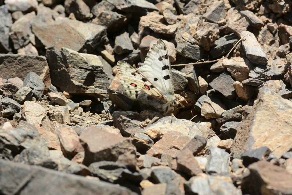 Parnassius actius from Алайский район, Киргизия on July 14, 2022 at 01: ...