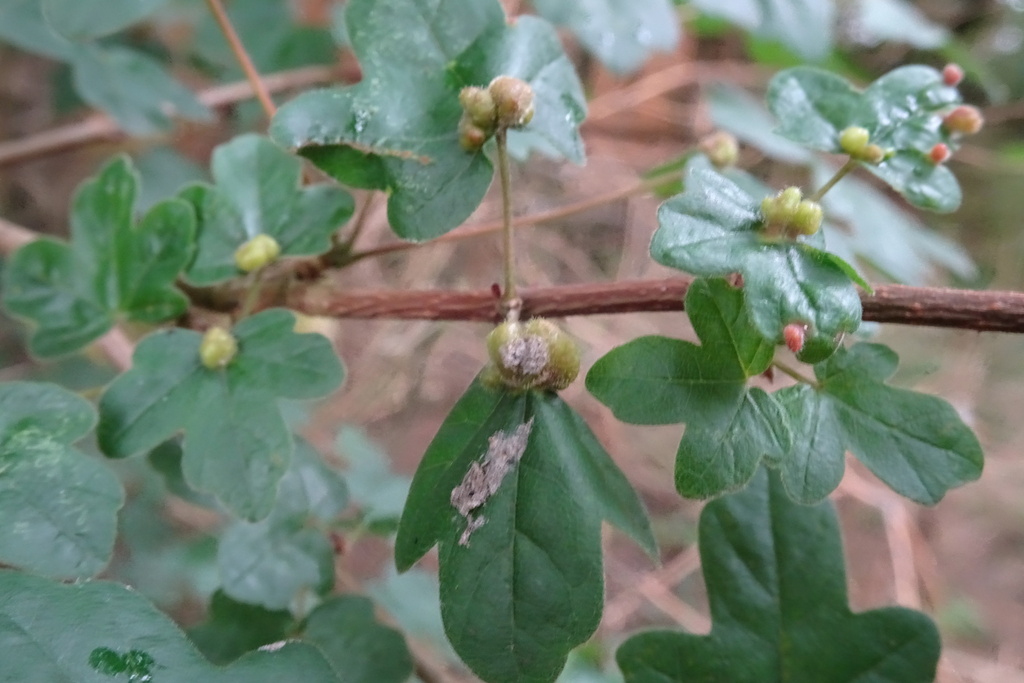 solitary maple leaf gall mite from Newton Aycliffe, UK on July 28, 2022 ...