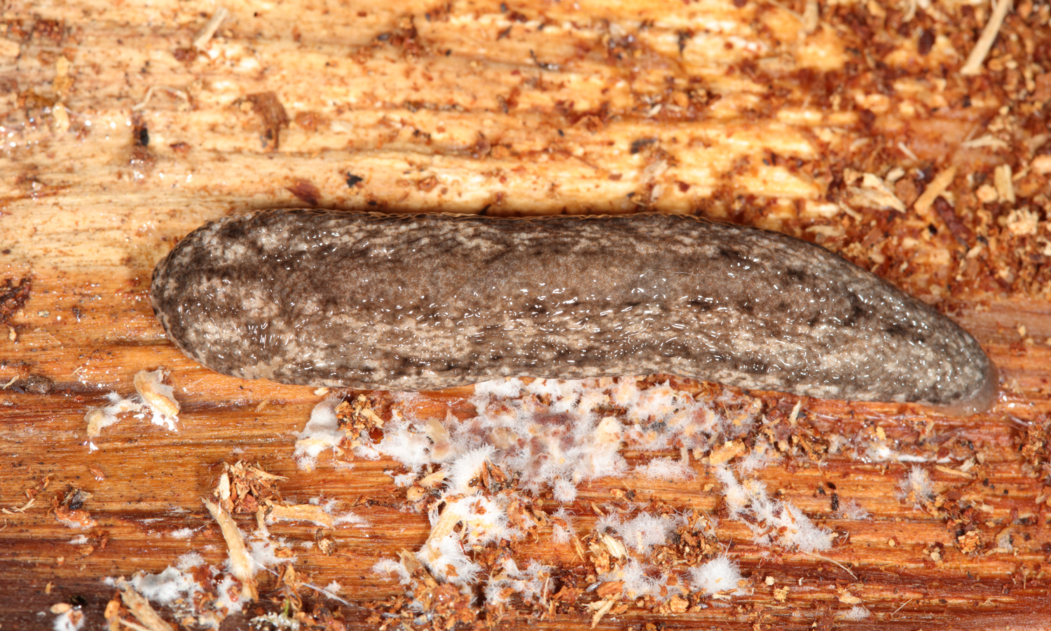 Philomycus togatus (A.Gould, 1841)