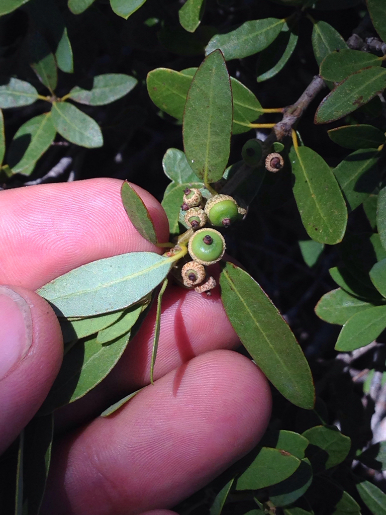huckleberry oak (Quercus vacciniifolia) - Botanical Realm