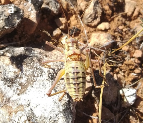 Subgenus Parisia · iNaturalist