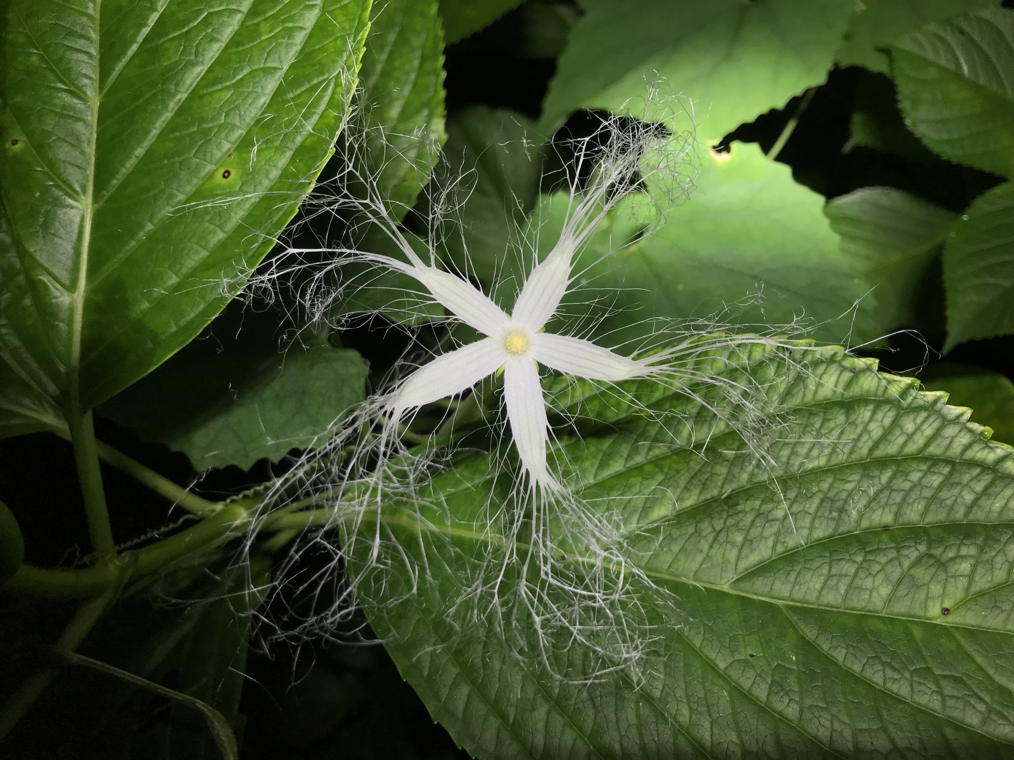 Trichosanthes cucumeroides (Ser.) Maxim.