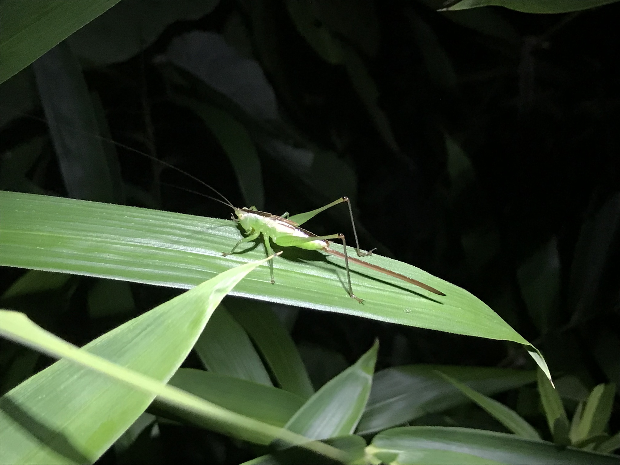 Conocephalus exemptus (Walker, 1869)