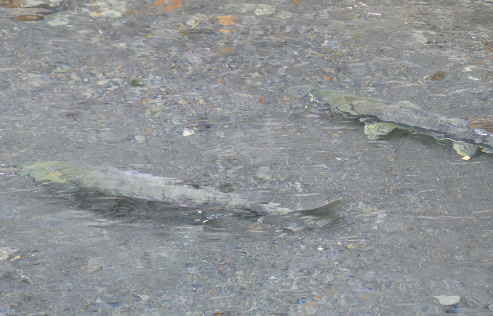 Oncorhynchus keta (Walbaum, 1792)
