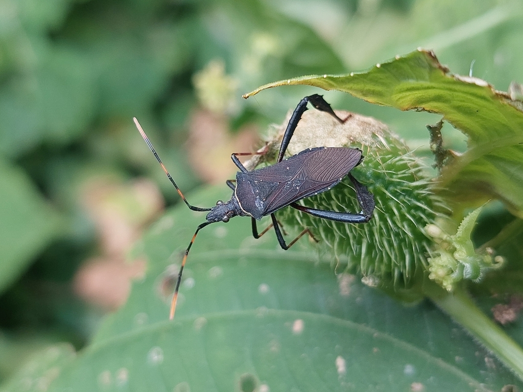 Citron Bug from Purires, San José, Atenas, Costa Rica on August 04 ...