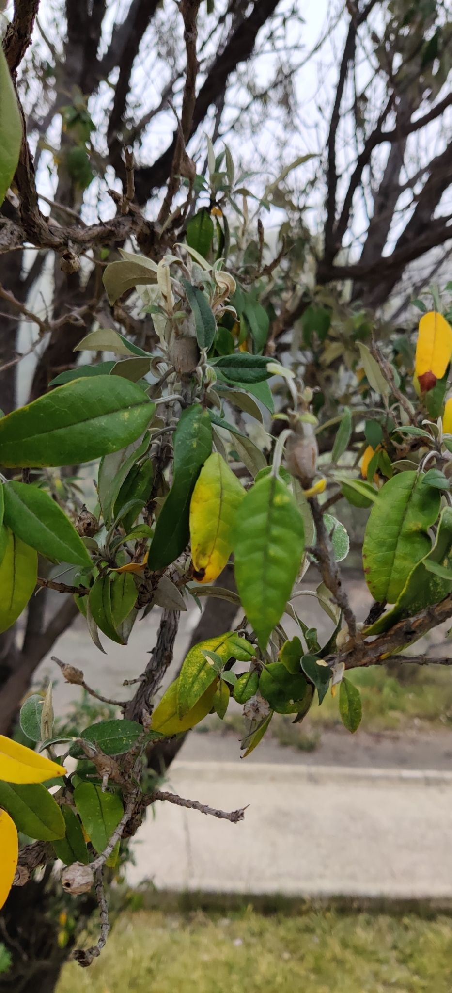 Buddleja nitida Benth.