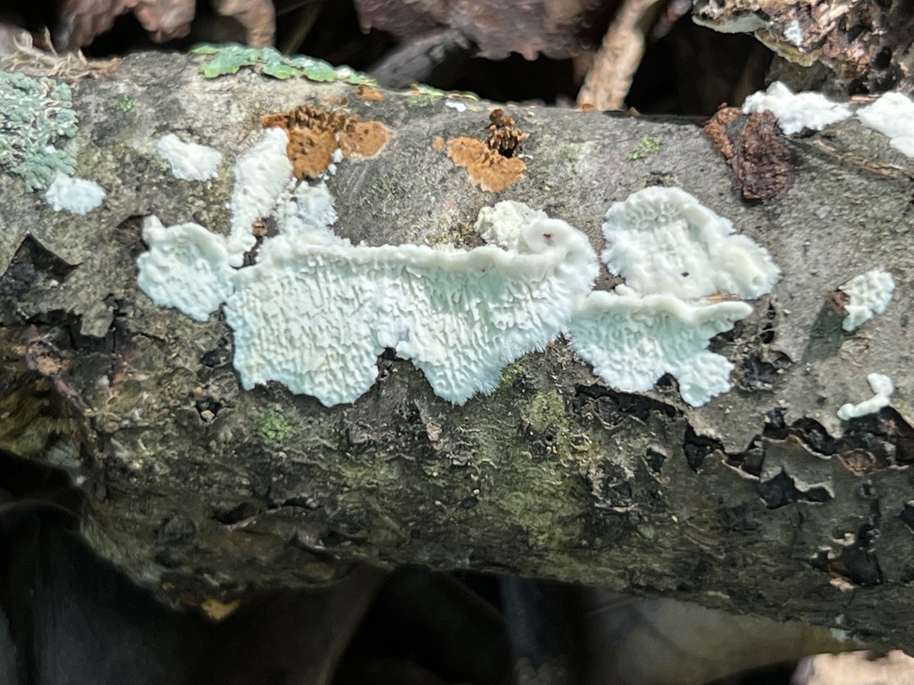Milk-white Toothed Polypore from Albert Johnson Rd, Nashville, IN, US ...